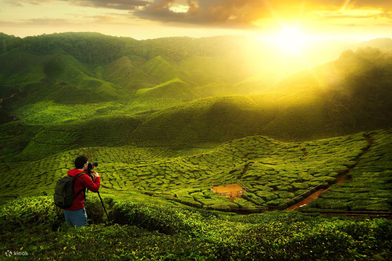 Cameron Highlands Tour With Tea Plantation Visit Private Klook