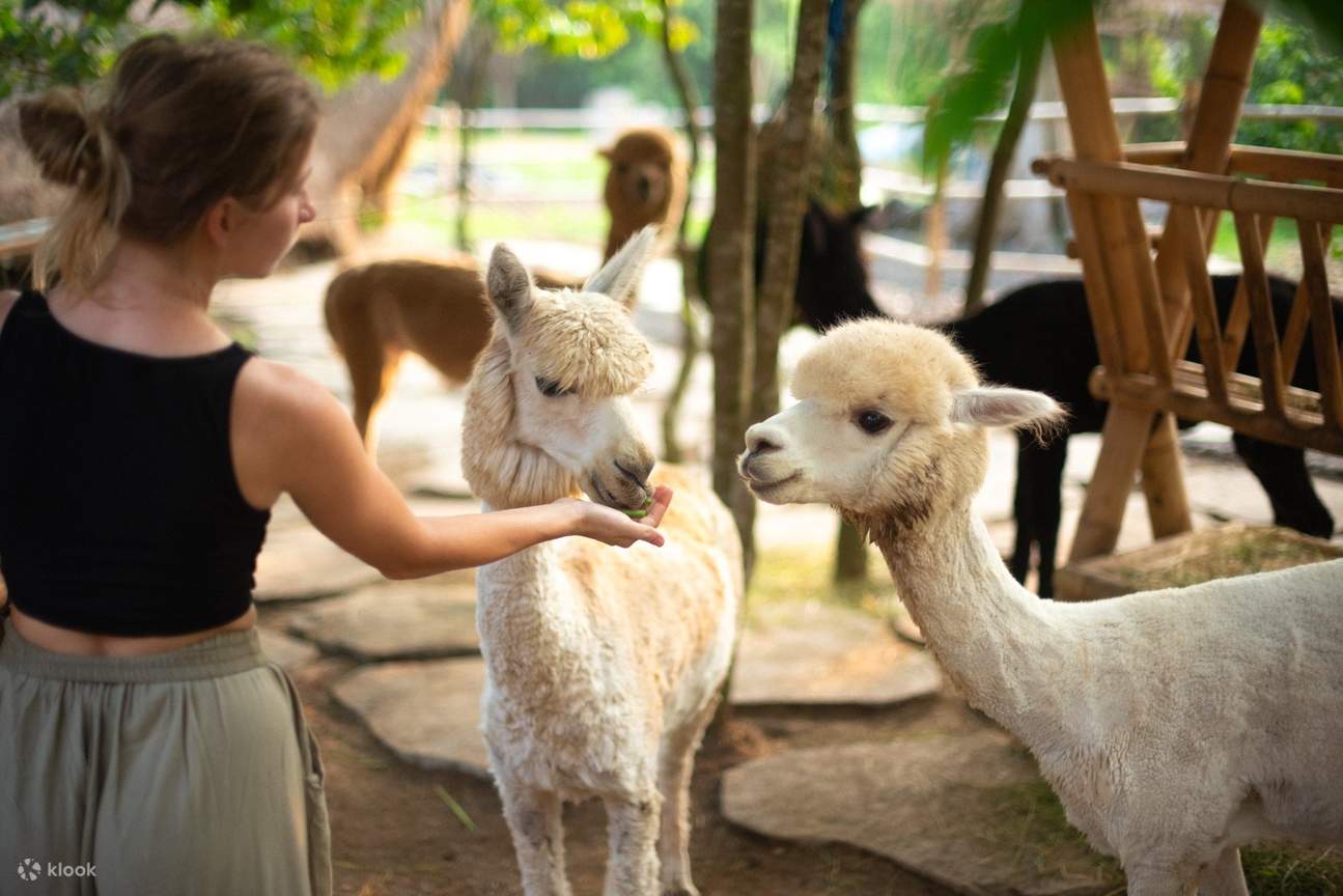 Pacha Alpaca Ticket in Nuanu Creative City Bali - Klook Singapore