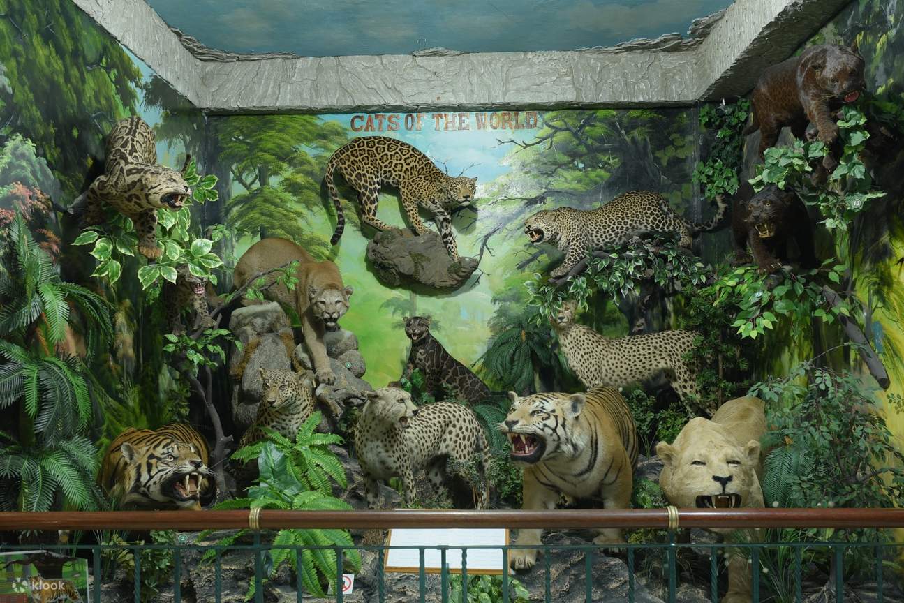 RAHMAT International Wildlife Museum and Gallery Ticket in Medan ...