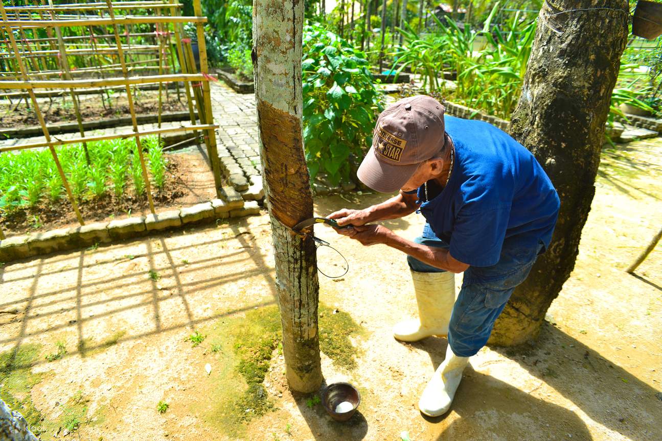 Phuket Cultural Highlights: Temples, Old Town & Thai Farm Experience ...