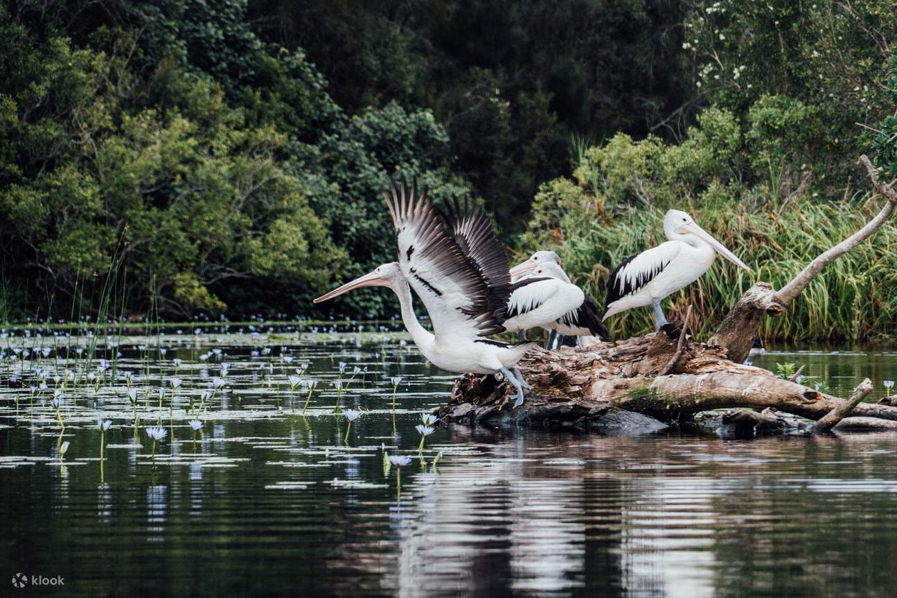 Habitat Noosa Everglades Eco Safari by Ecoqld Everglades Safari Noosa ...