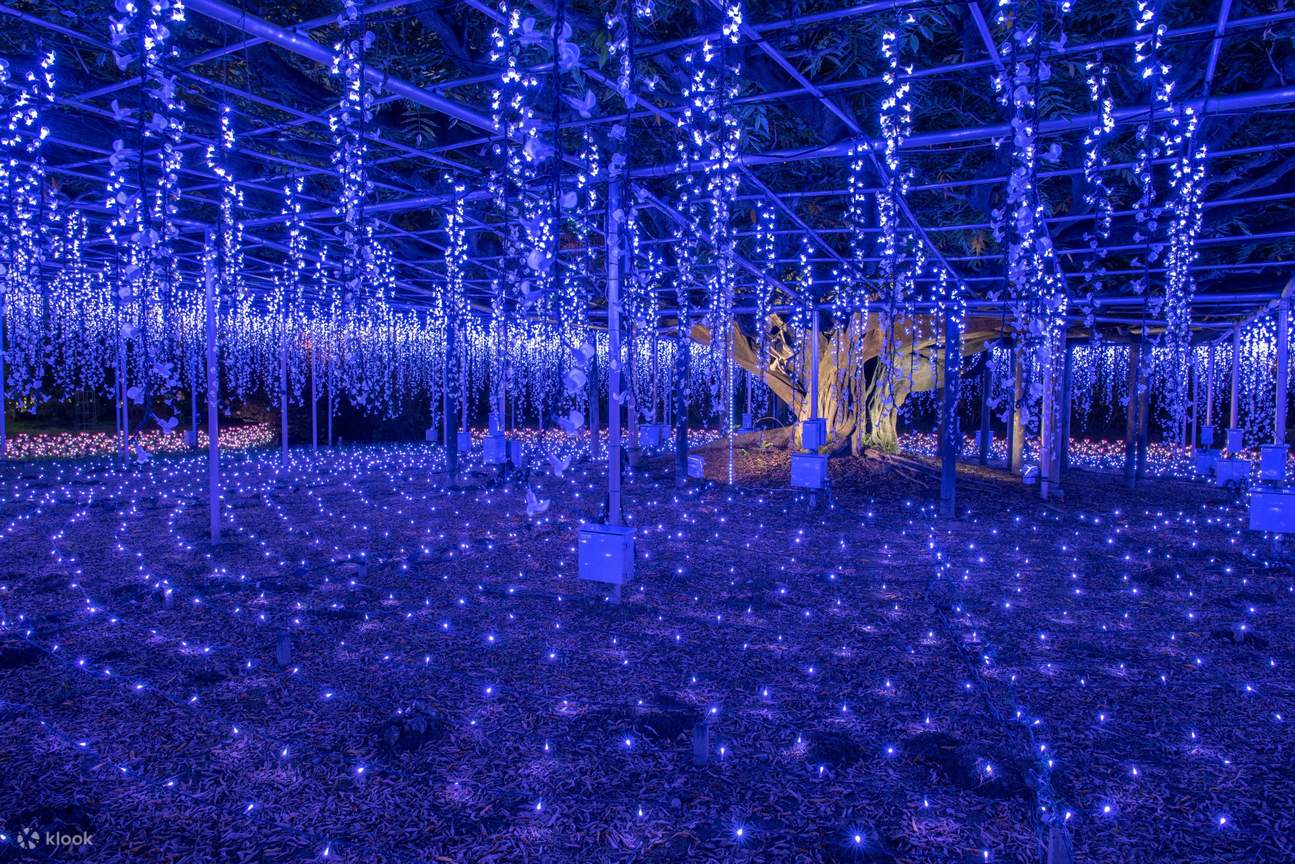 Autumn Maple Leaves Sightseeing Day Tour from Tokyo, Japan - Klook ...