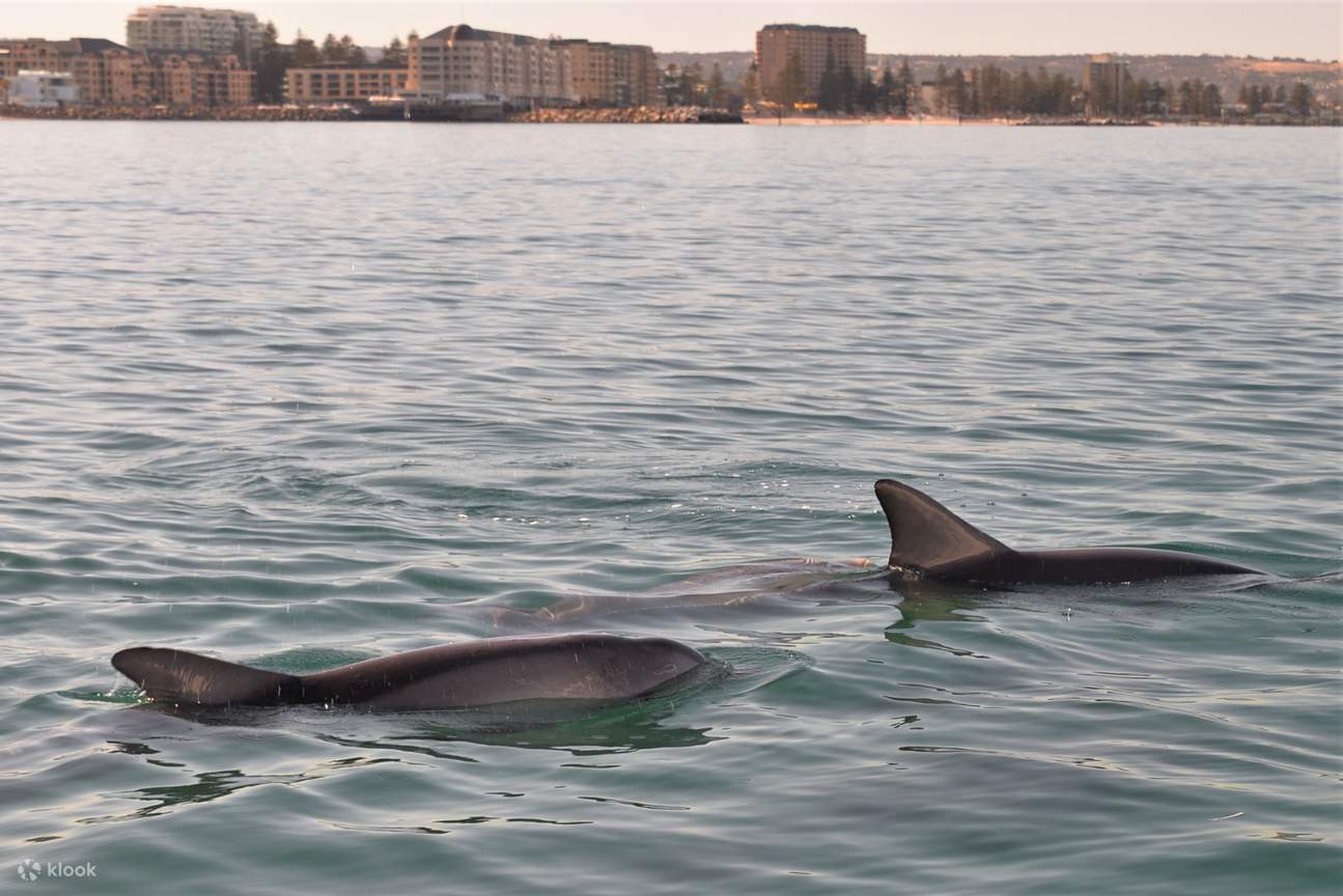 Temptation Dolphin Cruise in Glenelg from Adelaide - Klook