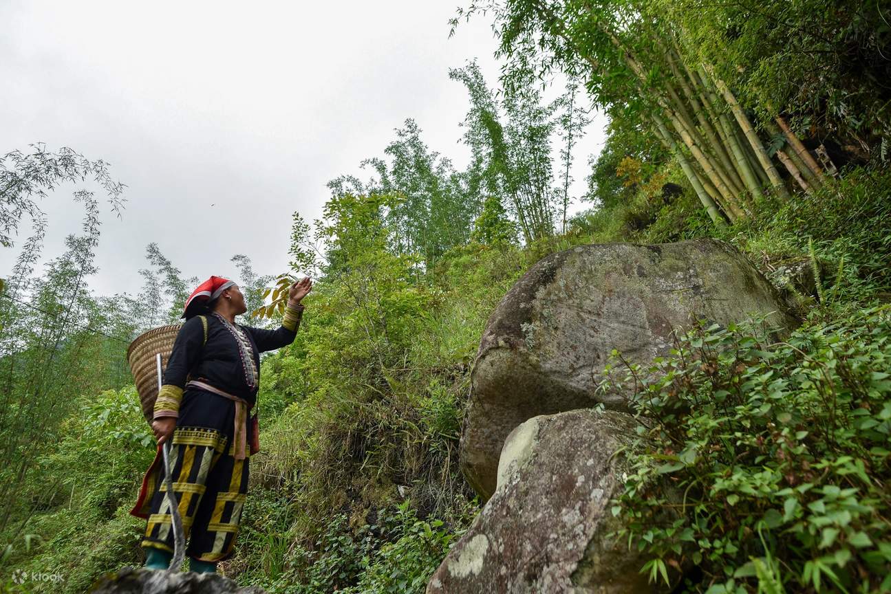 Herbal Foot Bath and Leaf-picking Tour with the Red Dao People from ...