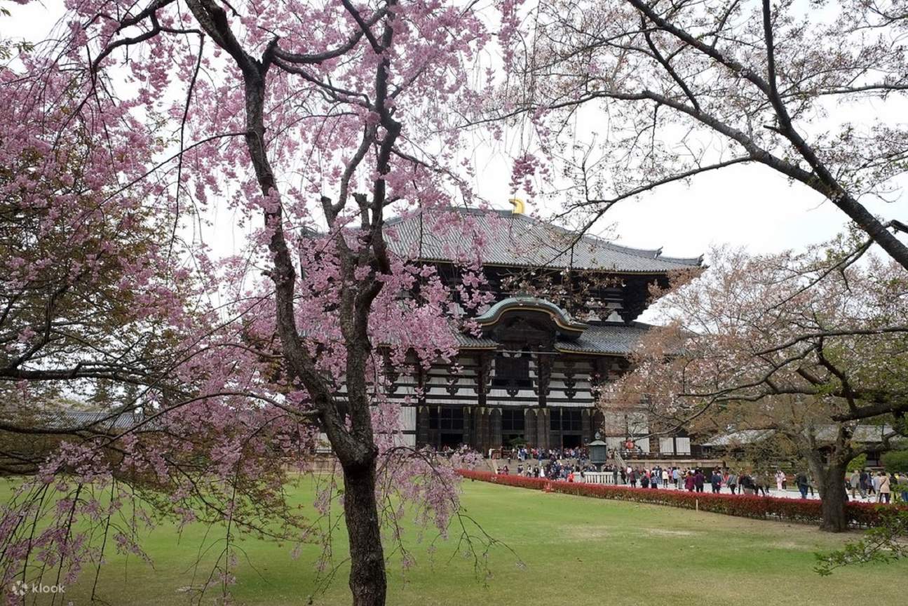 Avventura a Nara: Todaiji, Santuario di Kasuga, Parco di Nara e altro ...