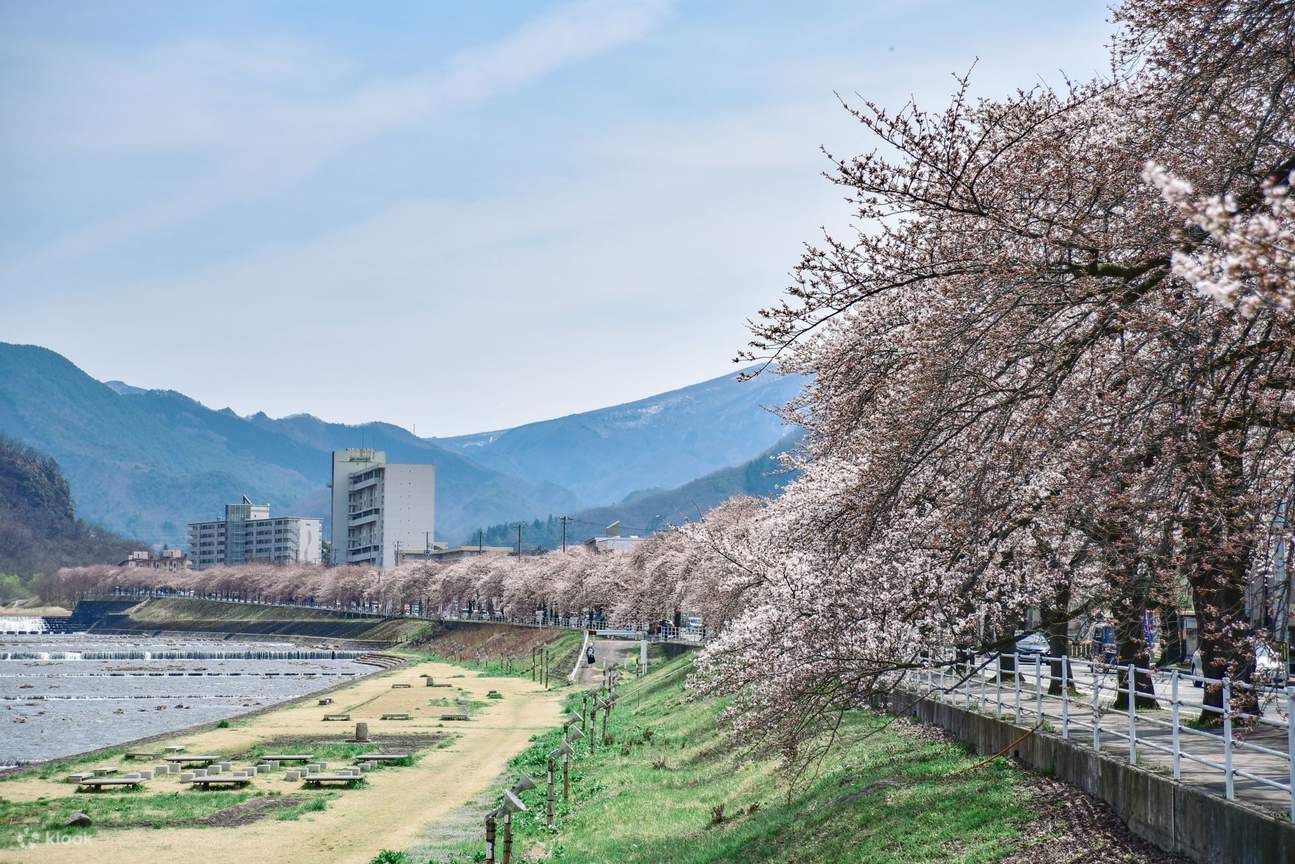 Sakura Sky Ride: Open-Top Bus Adventure thru Yamagata Cherry Blossom ...