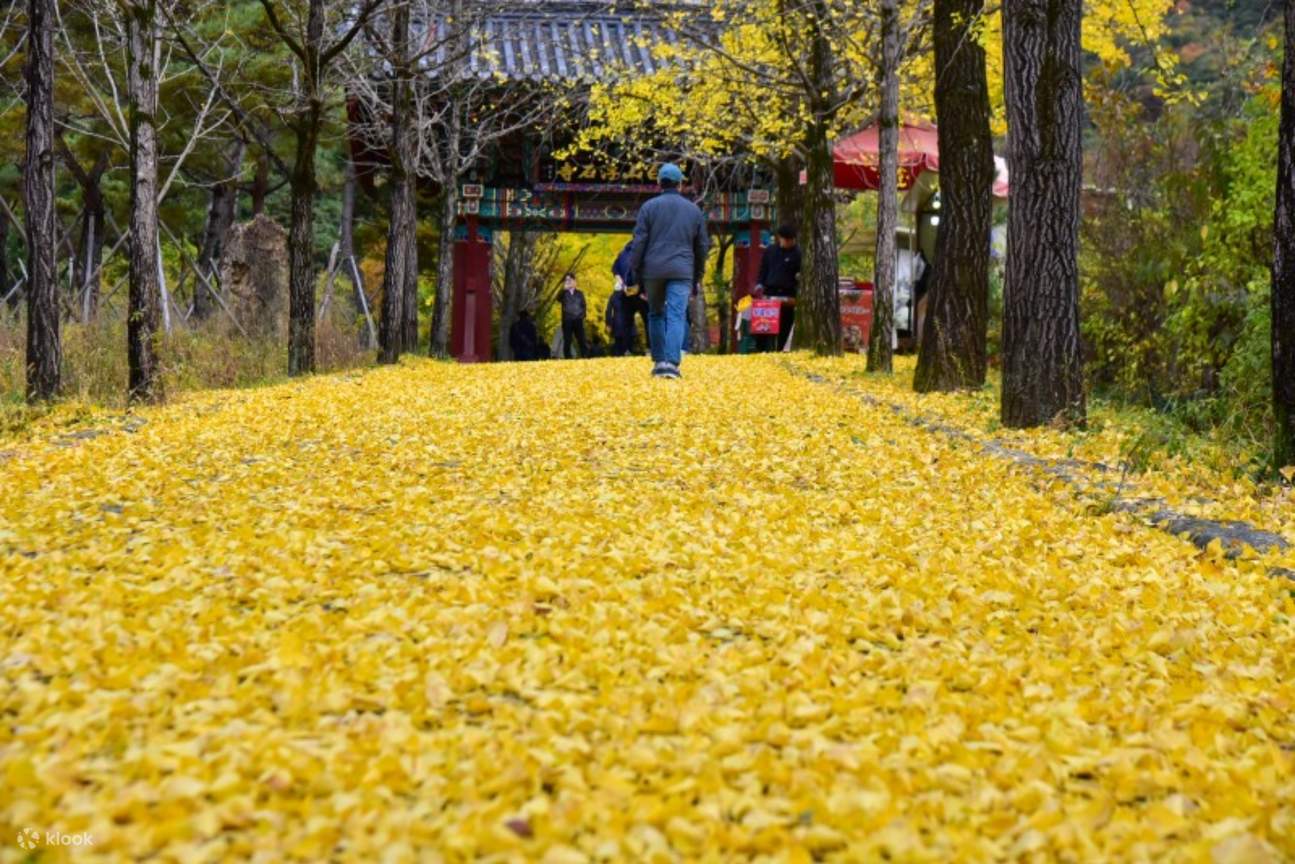 Yeongju Buseoksa Temple & Sosuseowon Confucian Academy Day Tour - Klook ...