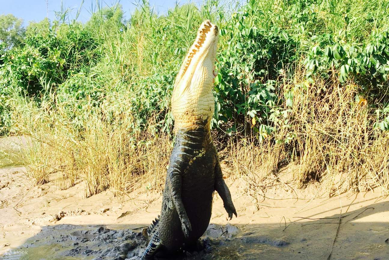 Jumping Crocodile Cruise with Transfers from Darwin - Klook