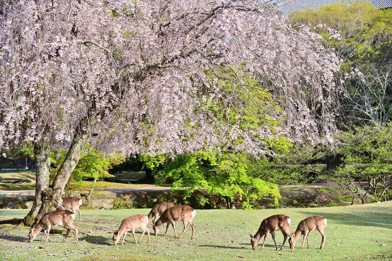 One-day trip to Fushimi Inari Shrine & Kinkakuji Temple & Nara Park ...