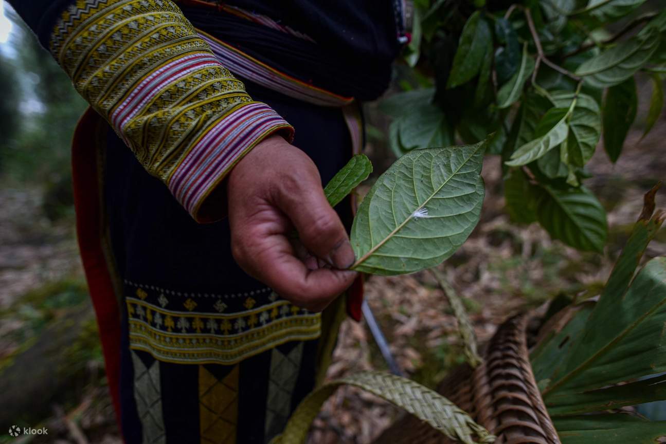 Tur Pemandian Kaki Herbal dan Pemetikan Daun Bersama Masyarakat Dao ...