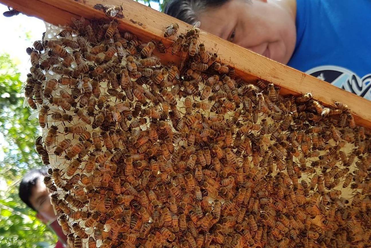 1 Hour Milea Bee Farm Tour E-Ticket in Batangas - Klook Philippines