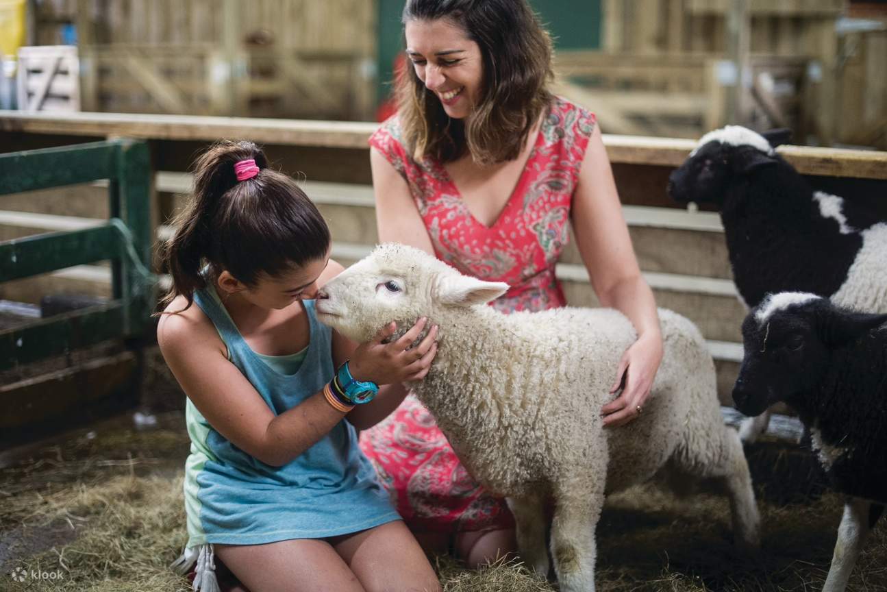 Agrodome Farm Admission Ticket in Rotorua, New Zealand - Klook