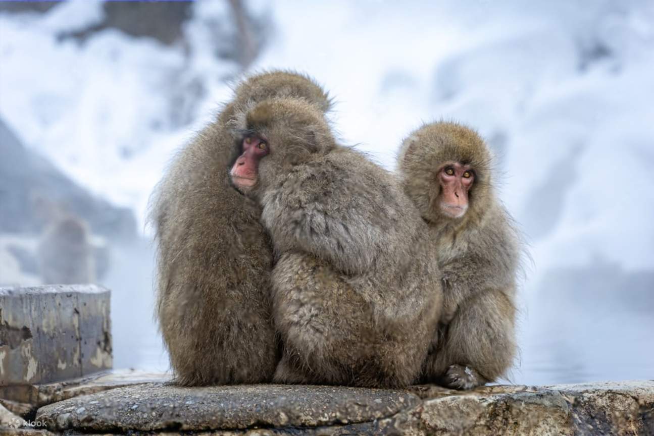 Jigokudani Monkey Park & Zenkoji Temple Private Day Trip - Klook