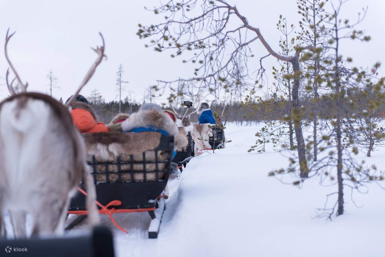 Pengalaman Melawat Ladang Rusa Salji di Rovaniemi - Klook Amerika Syarikat