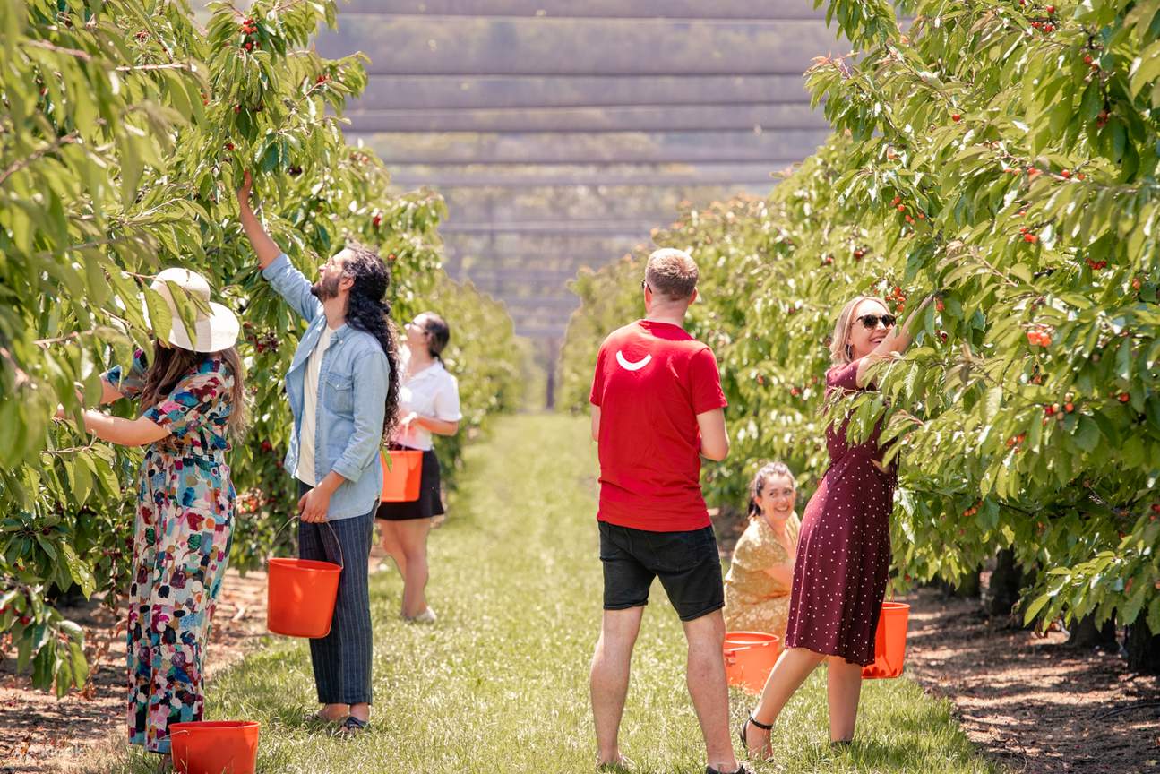 Cueillette de cerises dans les vergers CherryHill - Klook France
