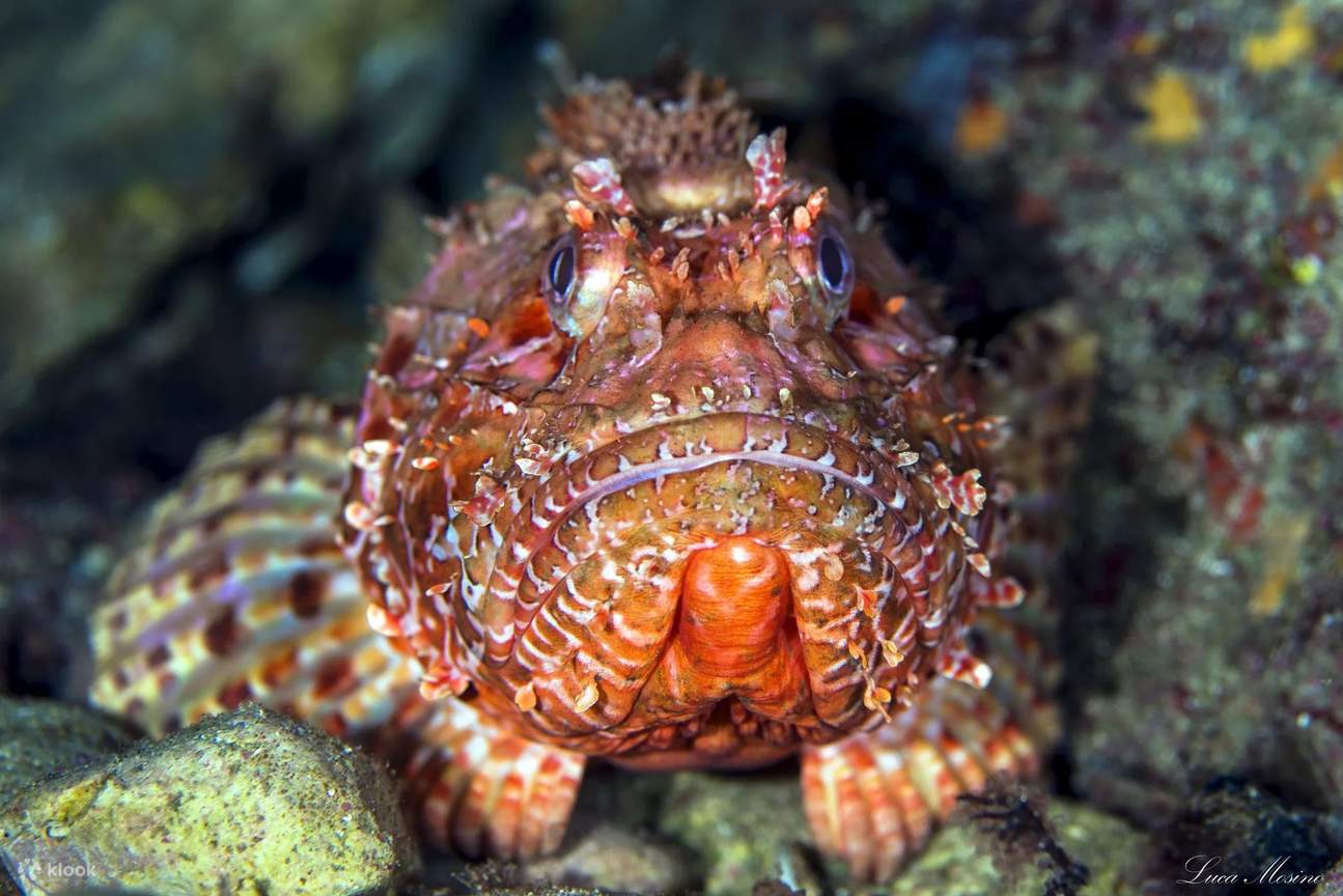 Discover Scuba Diving in Sardinia with Our PADI 5 Star Dive Resort - Klook