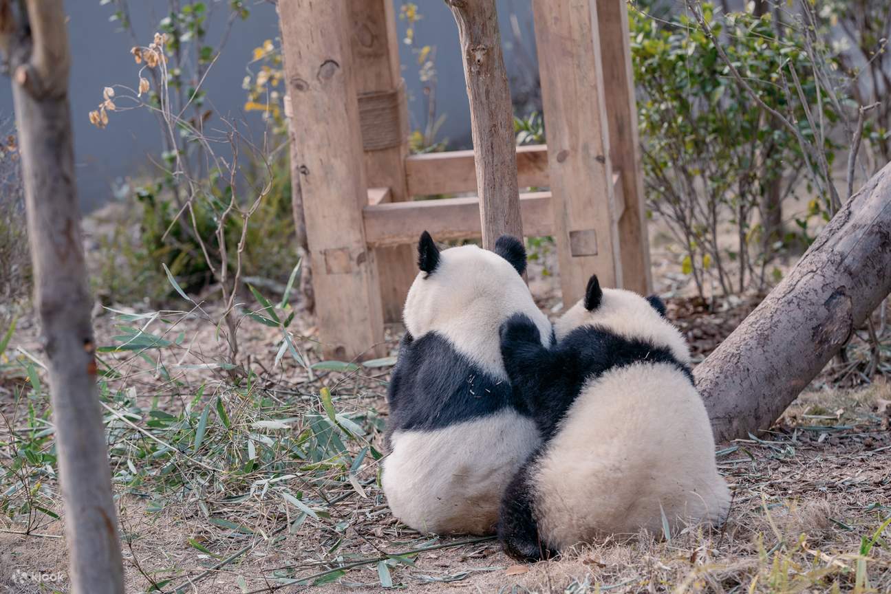 Chengdu Giant Panda Base + Wuhou Temple Private Immersive Tour with ...