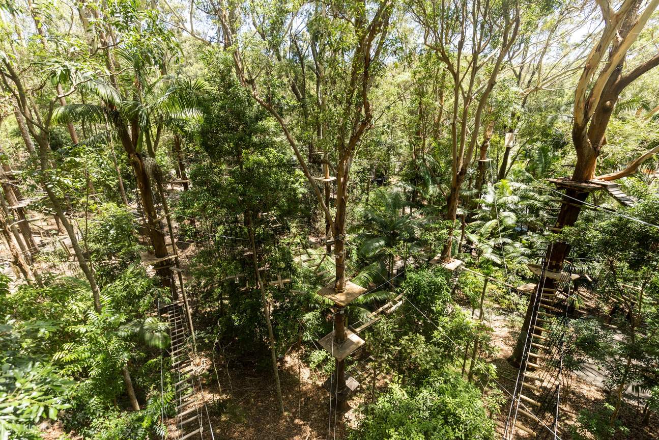 TreeTop Challenge at Currumbin Wildlife Sanctuary - Klook