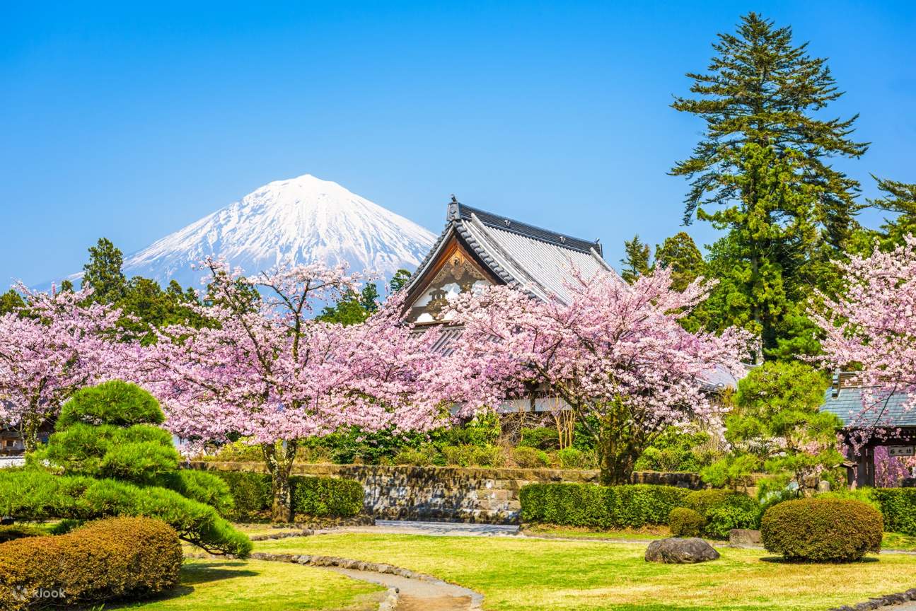 See Cherry Blossoms on a Day Trip to Mt. Fuji, Shin Arakura Sengen from ...
