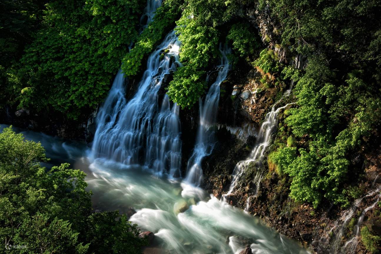 Book Hokkaido Day Tour to Asahiyama Zoo, Shirogane Blue Pond & more ...