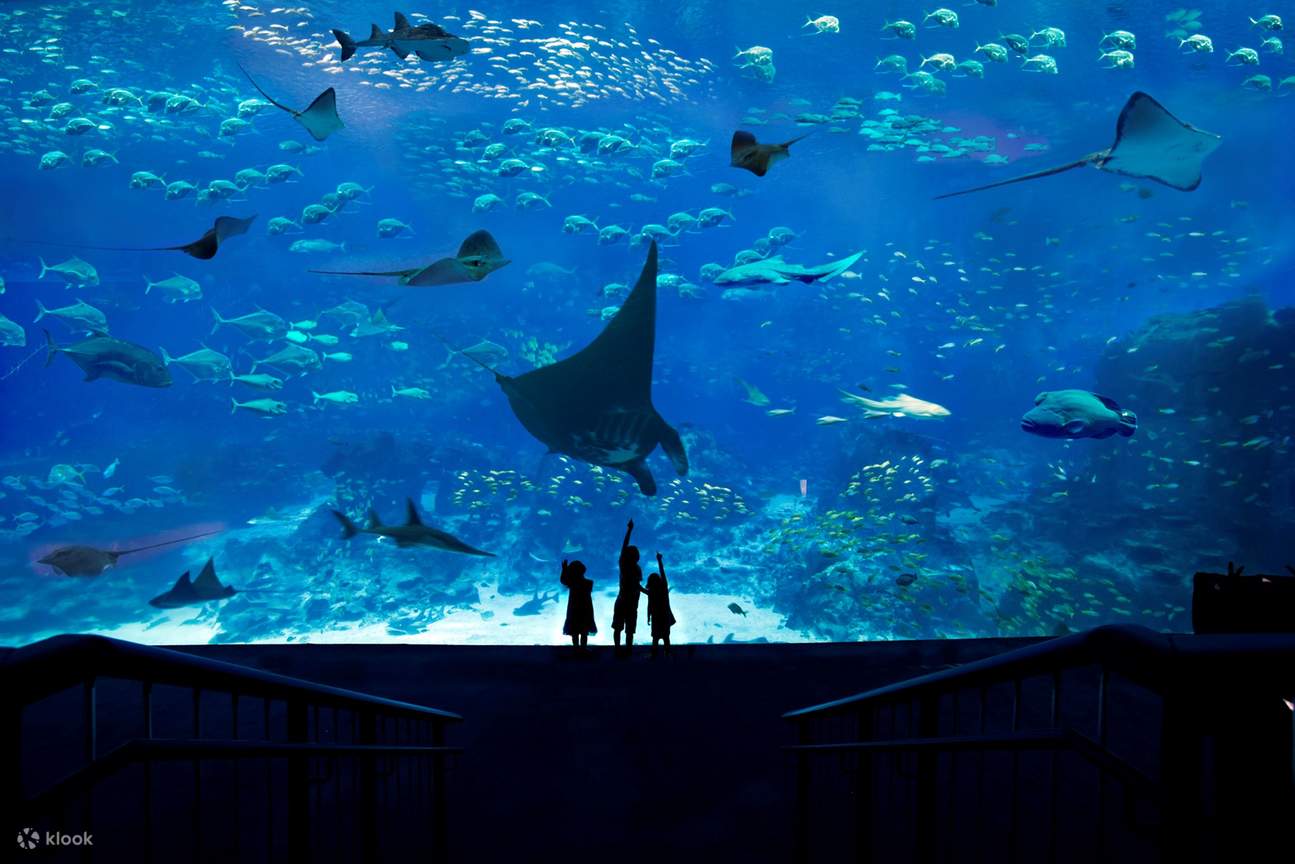 Singapore RWS S.E.A Aquarium Half Day Tour with Lunch - Klook Canada