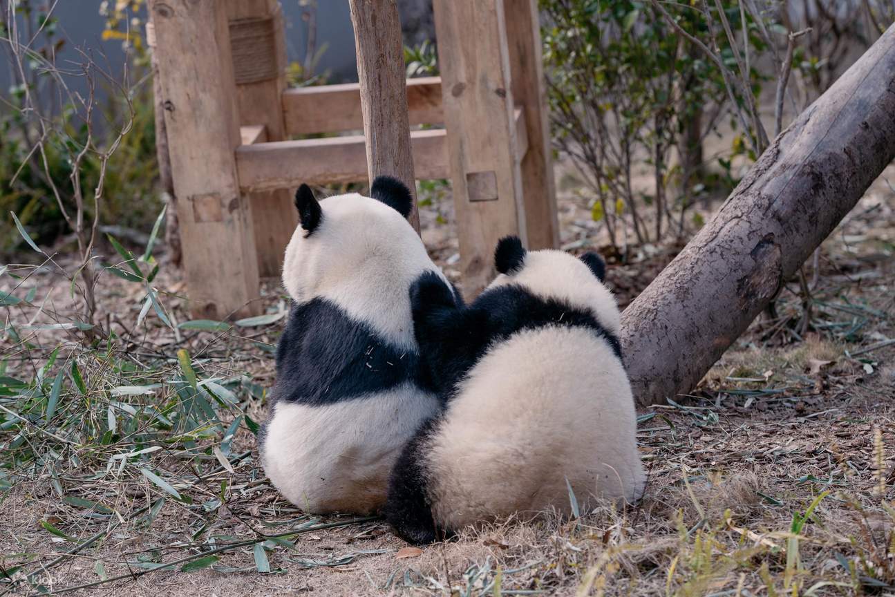 Chengdu Giant Panda Breeding Base Half-Day Tour with Guide, Companion ...