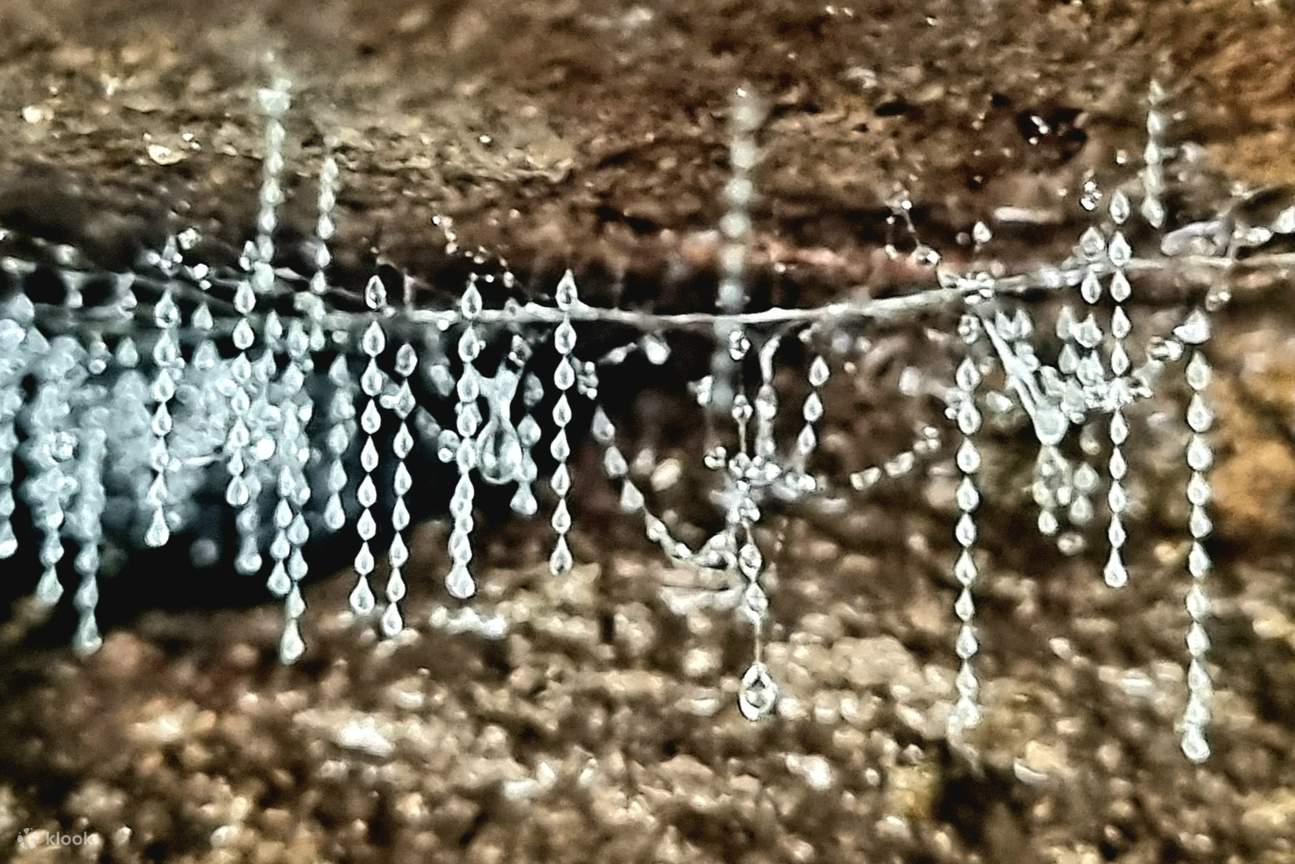 Glow Worms Nocturnal Rainforest Experience in Gold Coast - Klook Australia