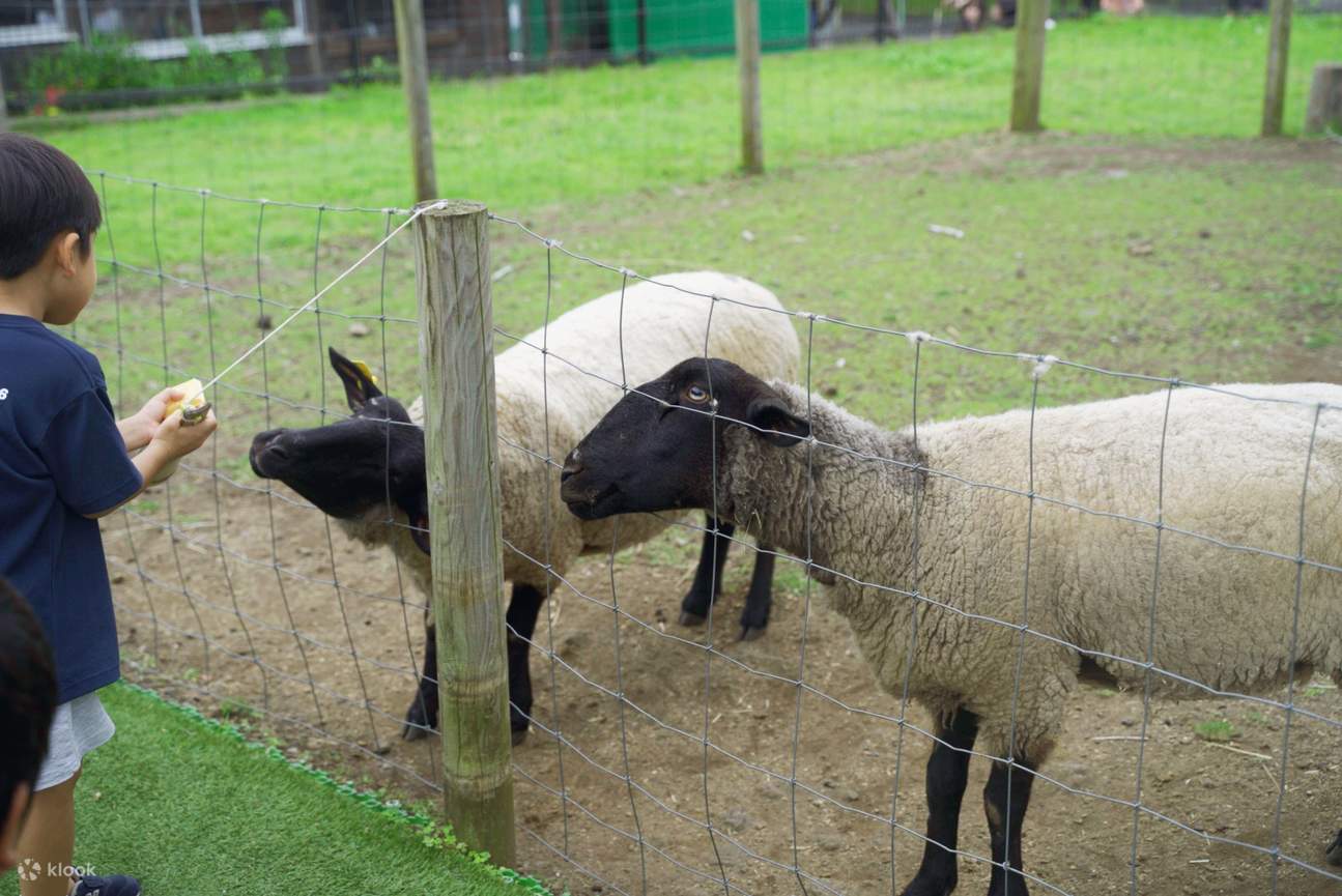 Mount Fuji Family-friendly One-Day Tour: Oishi Park, Lawson Convenience ...