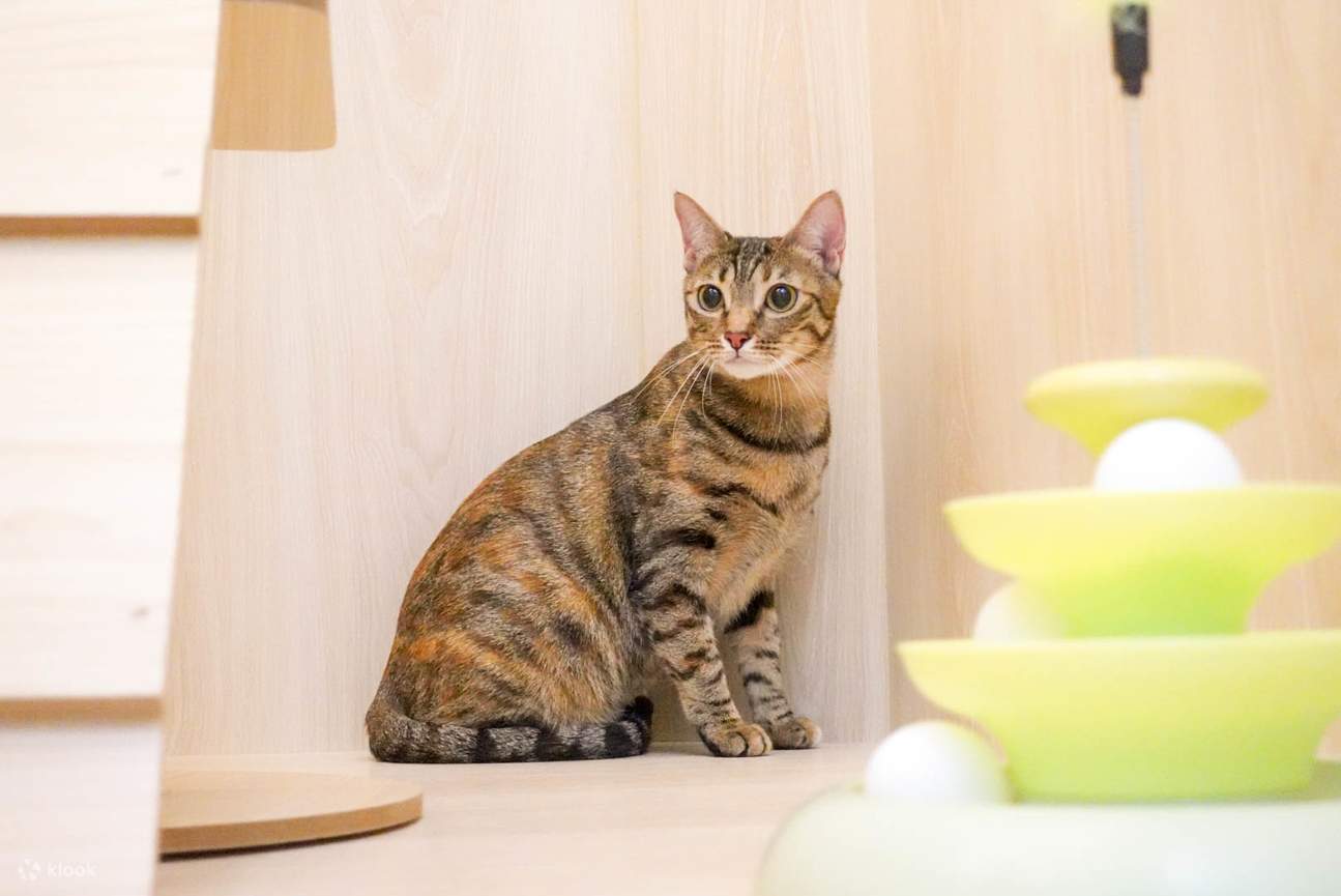 Catwalk Hotel - 홍콩의 고양이 호텔일 - 클룩 Klook 한국