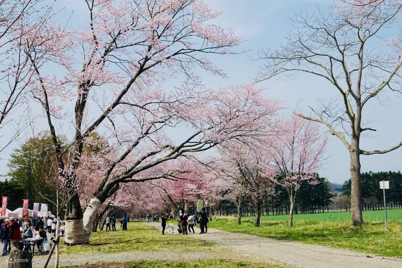 Sapporo and Shizunai Join In One Day Bus Tour with Sakura - Klook Singapore