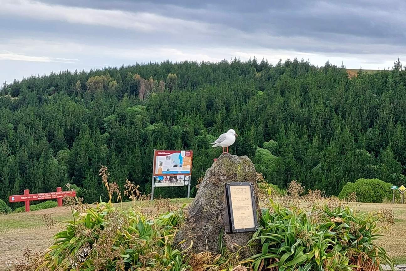 Timaru, Waimate, Oamaru: Tur 6 jam dari Timaru - Klook Indonesia