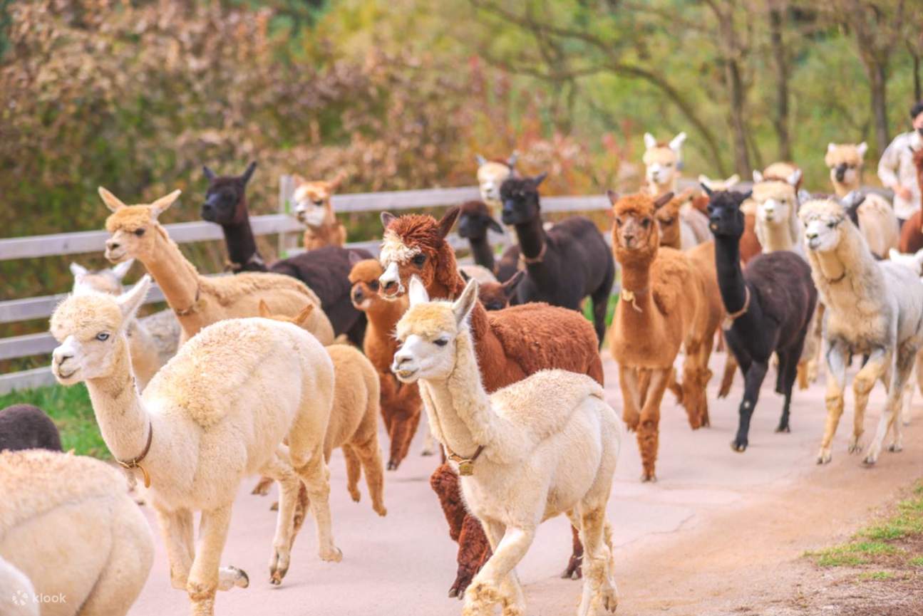 Alpaca Pasture, Nami Island, and The Garden of Morning Calm Day Tour ...
