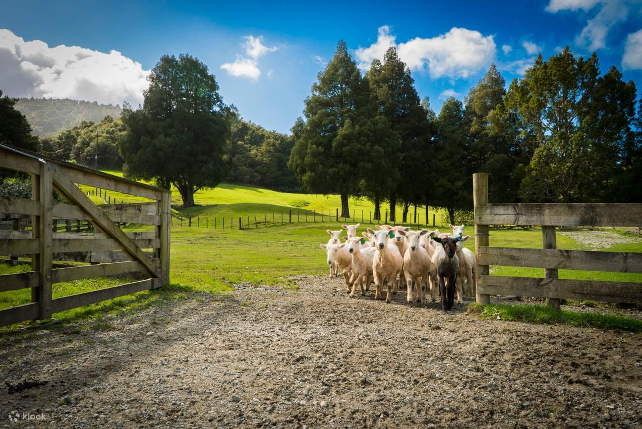 Sheep World Fram Experience from Auckland, New Zealand - Klook