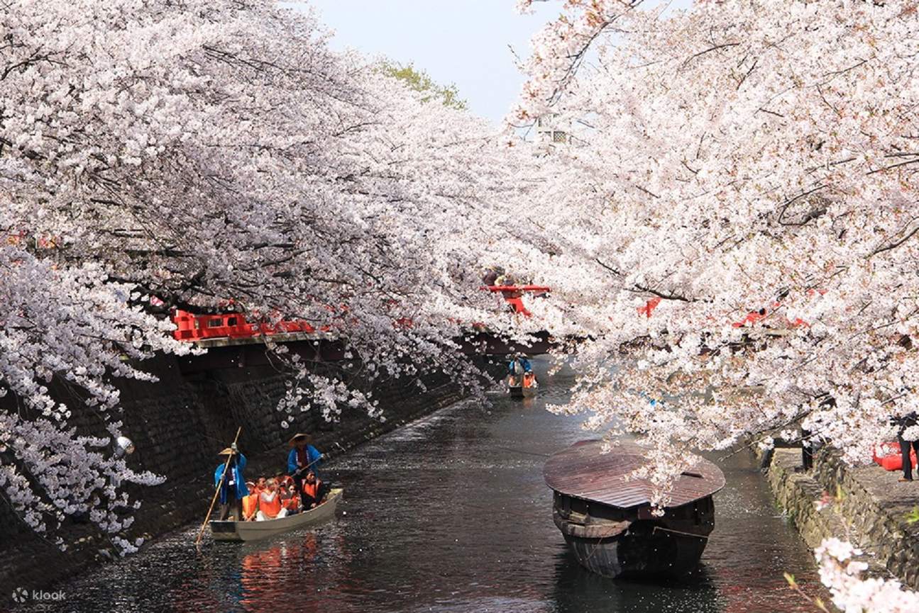 Amazing Sakura 1 Day Tour with Charter Train and Boat from Nagoya ...