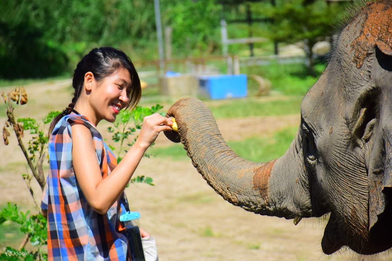 Elephant Retirement Park Day Tour with Elephant Care Program & Outdoor ...