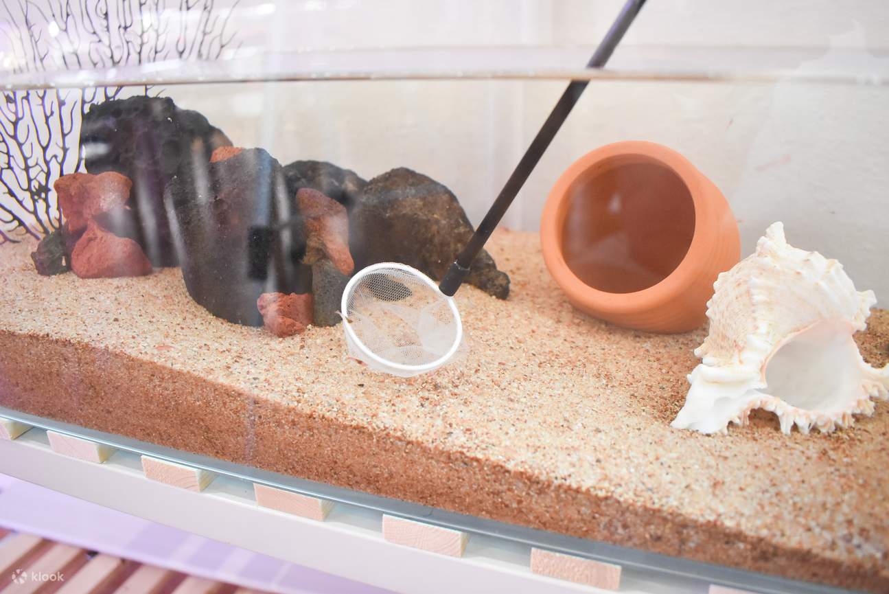 Volcanic Shrimp Aquarium Workshop - Klook United States