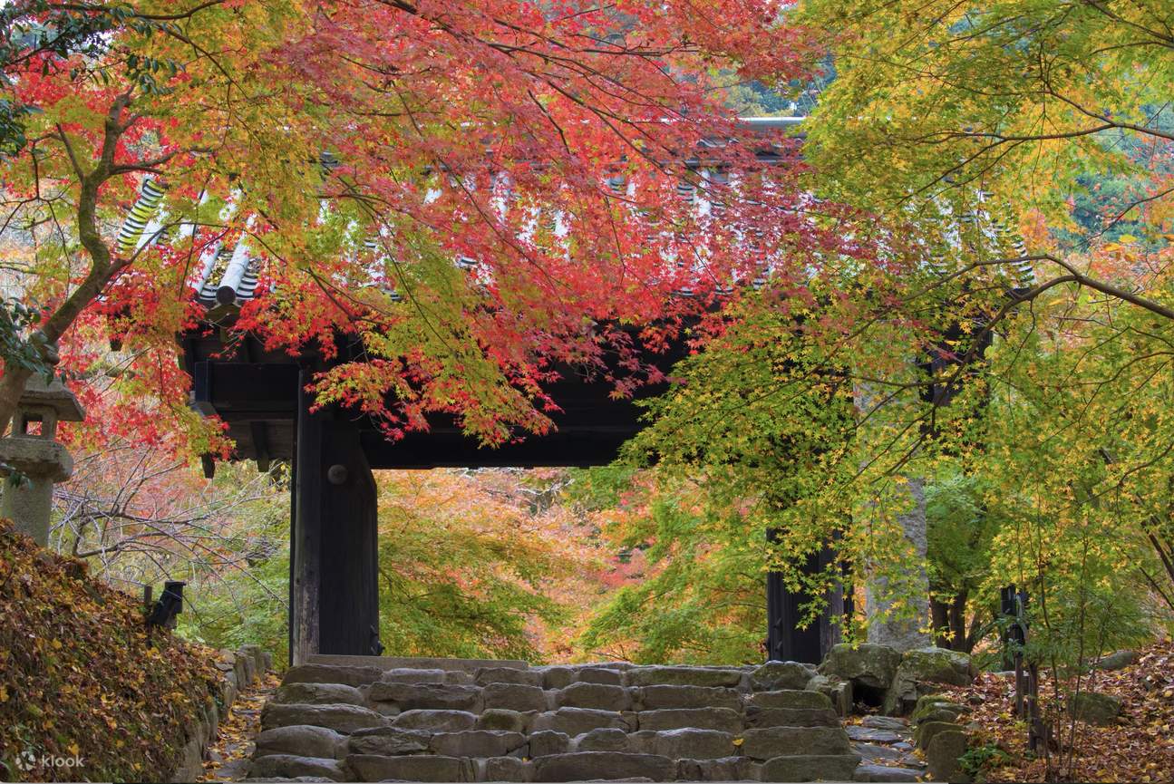 [Autumn Limited] Kyushu Saga Maple Viewing Day Tour | Dazaifu + Kyu-nen ...
