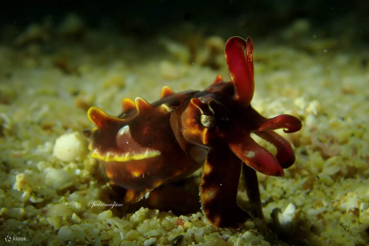 Unleash Adventure: Fun Dive Package in Puerto Galera with a PADI 5 Star ...