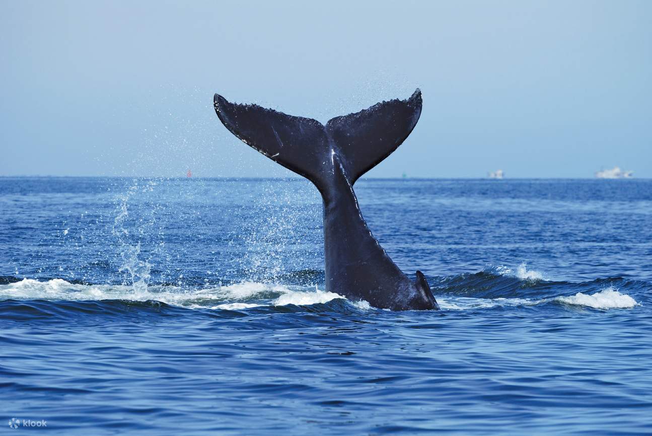 2-Hour Whale Watching Express Cruise from Sydney Harbour - Klook
