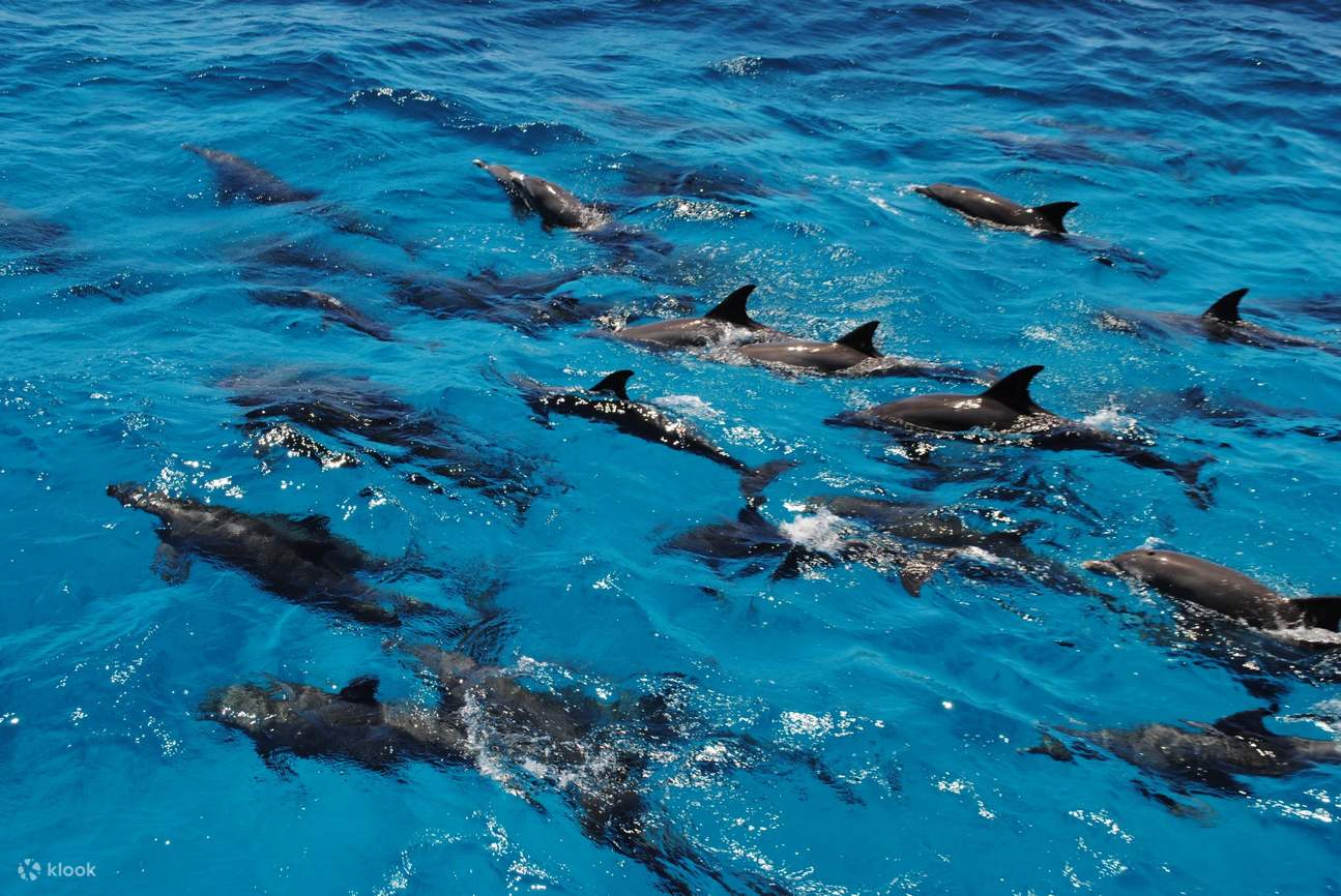 Tour to See Dolphins From Hurghada - Klook