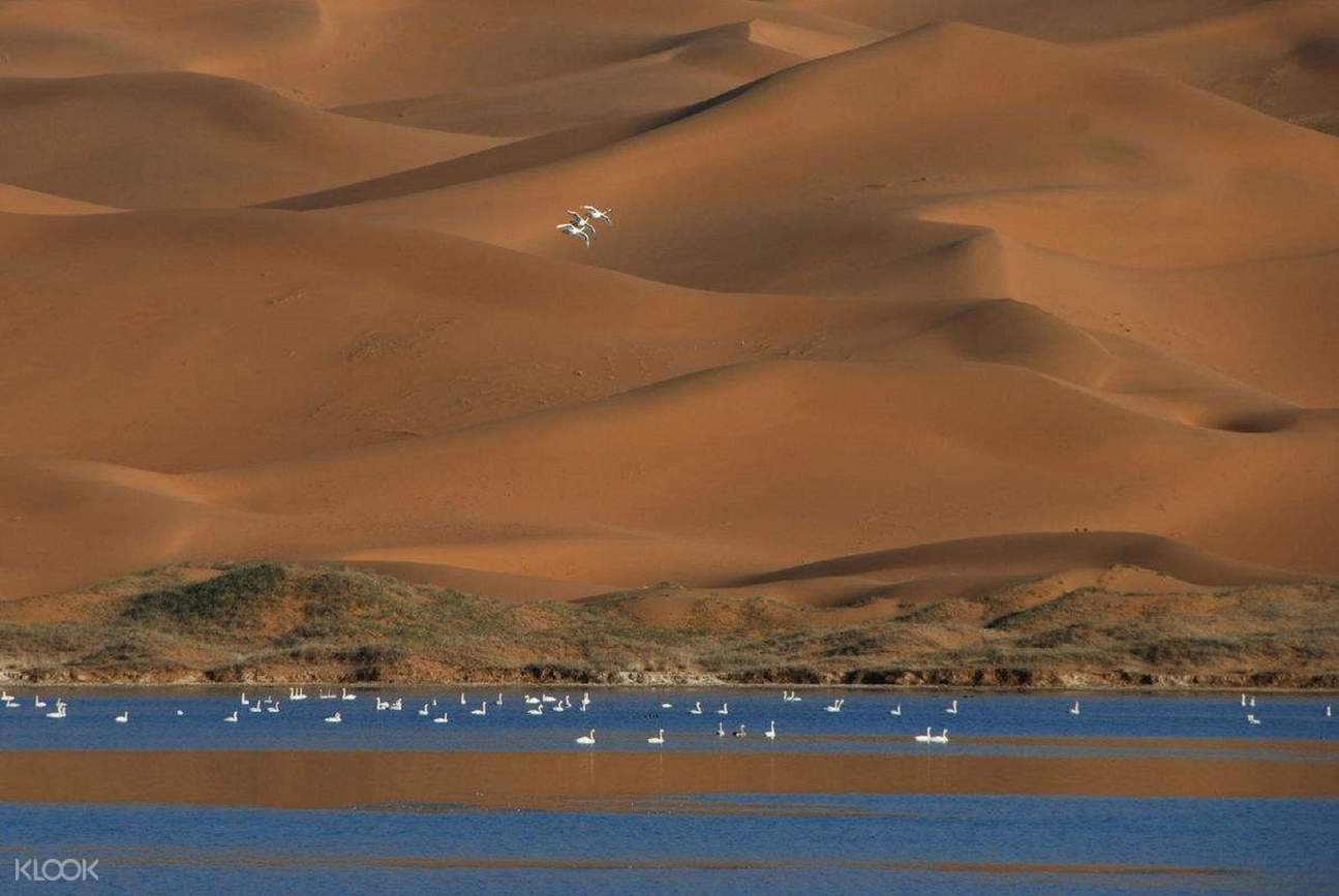 [SALE] Tickets for Swan Lake in Tengger Desert, Inner Mongolia - Ticket KD