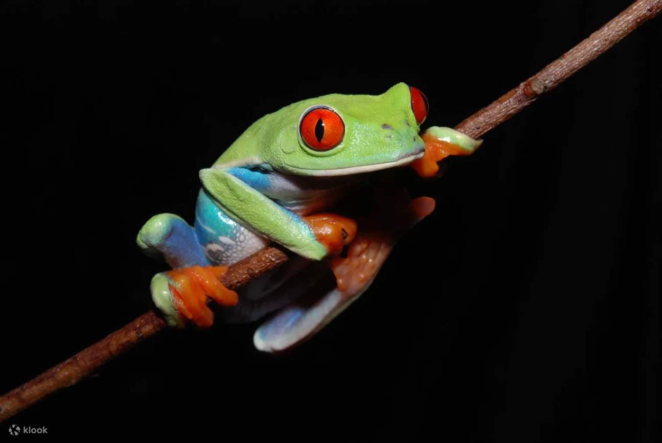 1 Day Interactive Frog Museum KawaZoo Admission in Shizuoka (Direct ...