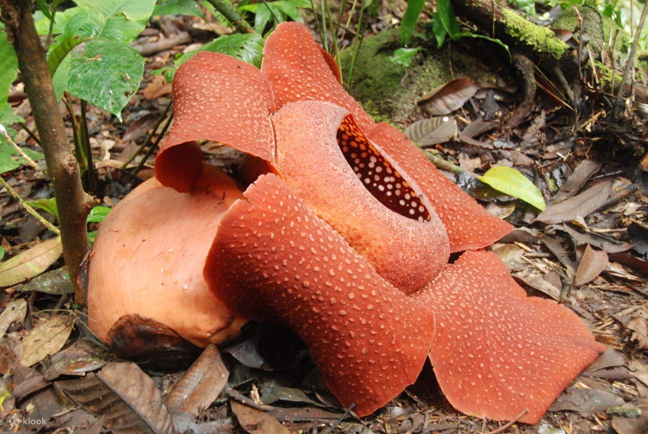 Rafflesia Trekking and Moonriver Lodge Farm Tour in Cameron Highlands ...