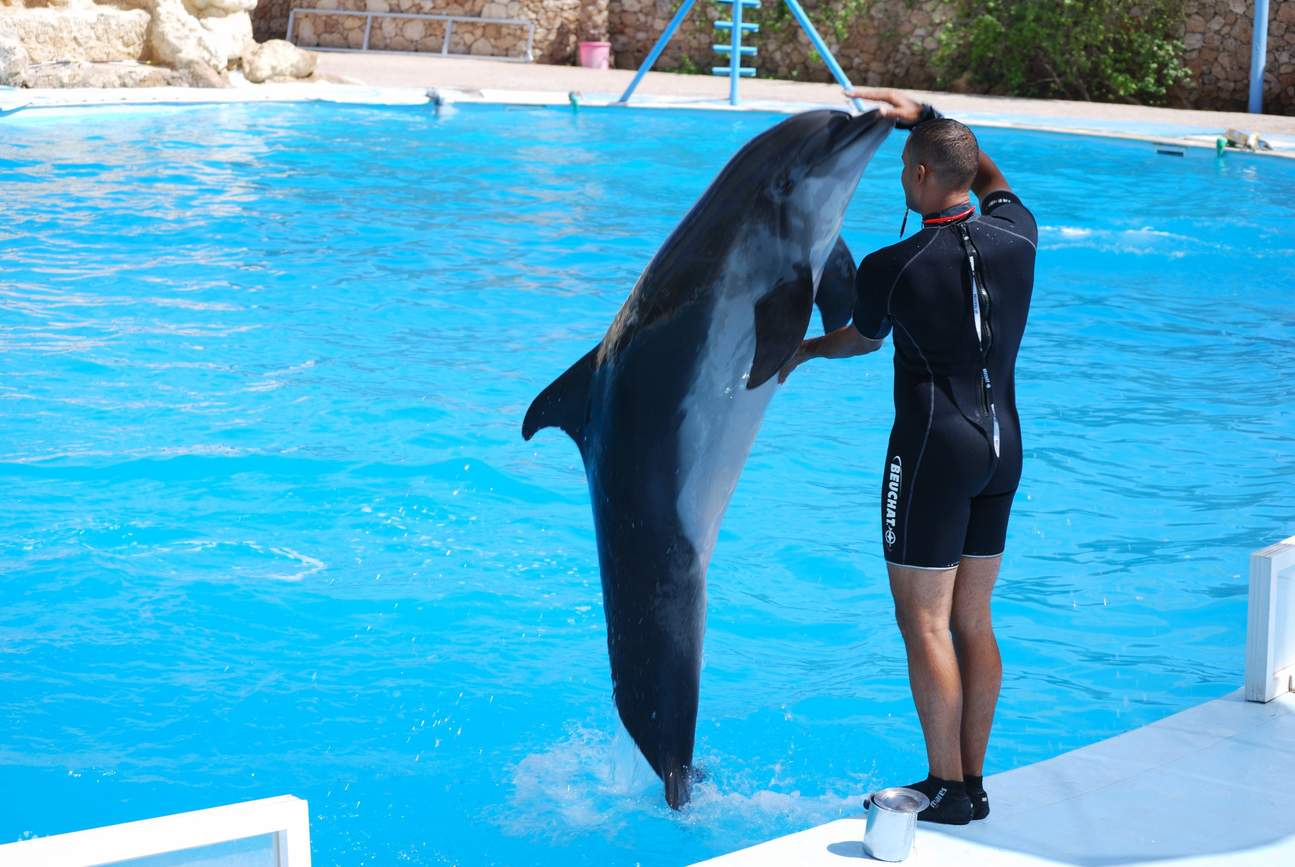 Enjoy an Unforgettable Dolphin Show in Sharm El Sheikh with Transfer ...