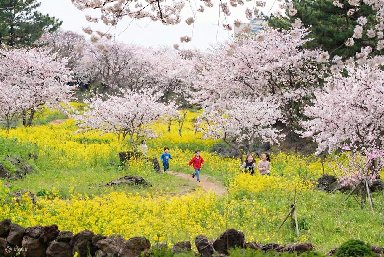 Jeju cherry Blossom Season Tour : Small Group - Klook Singapore