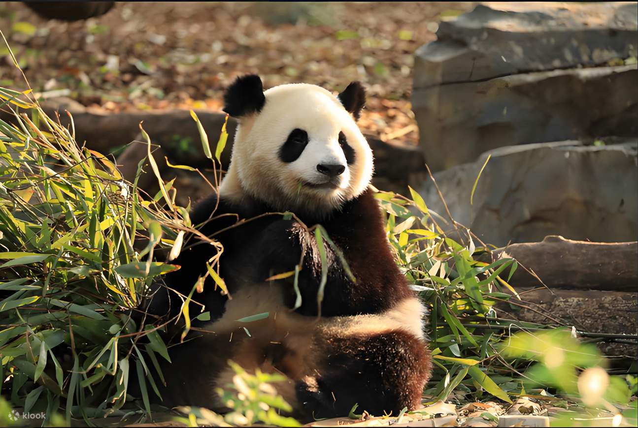 Chengdu Giant Panda Base and Sanxingdui Museum Private Day Tour - Klook