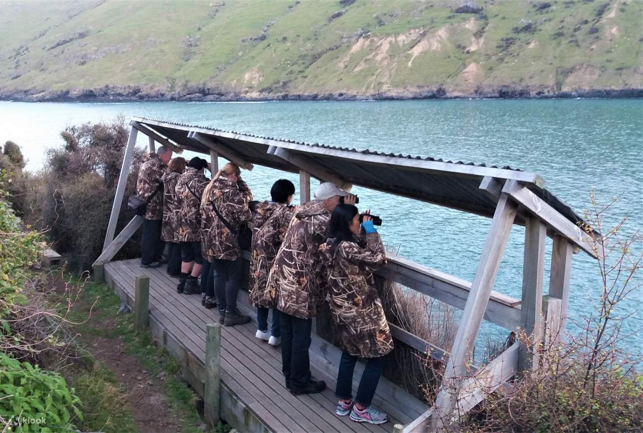 Pohatu & Flea Bay Penguin Watching Tour from Christchurch - Klook Singapore
