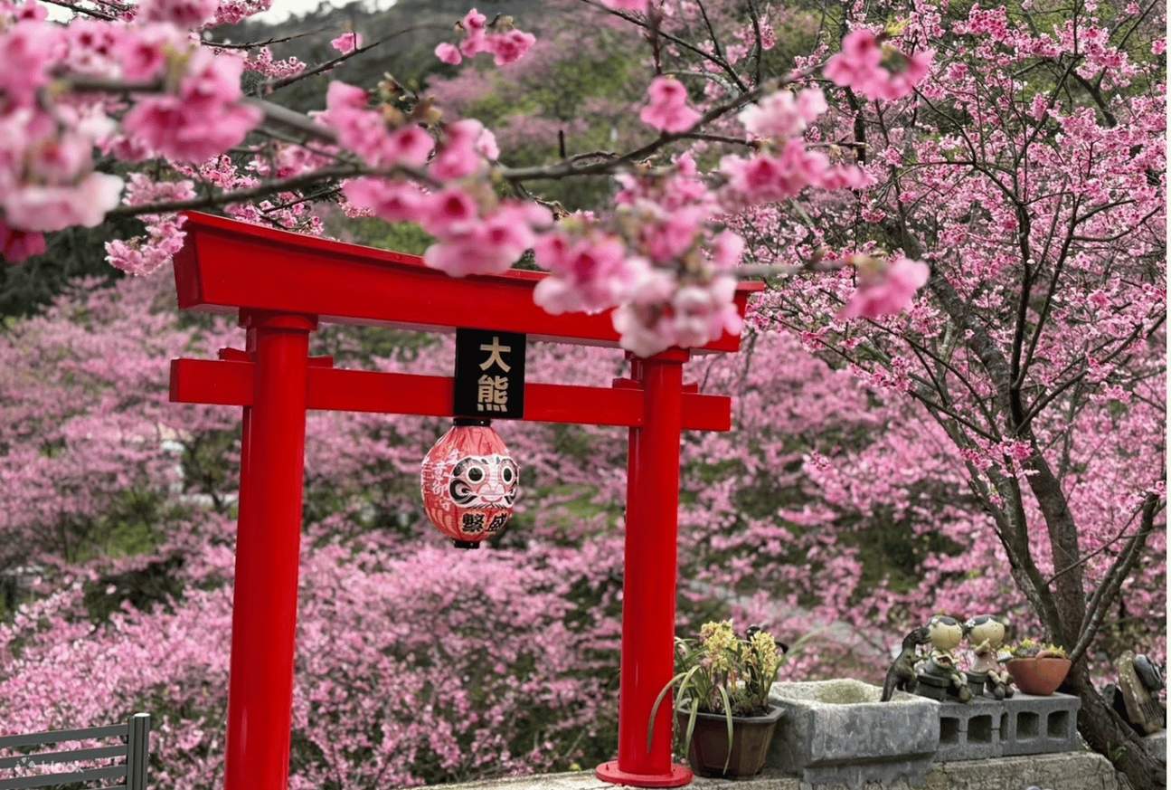 Sanxia Great Bear Cherry Blossom Forest/Sanxia Zushi Temple/Sanxia Old ...