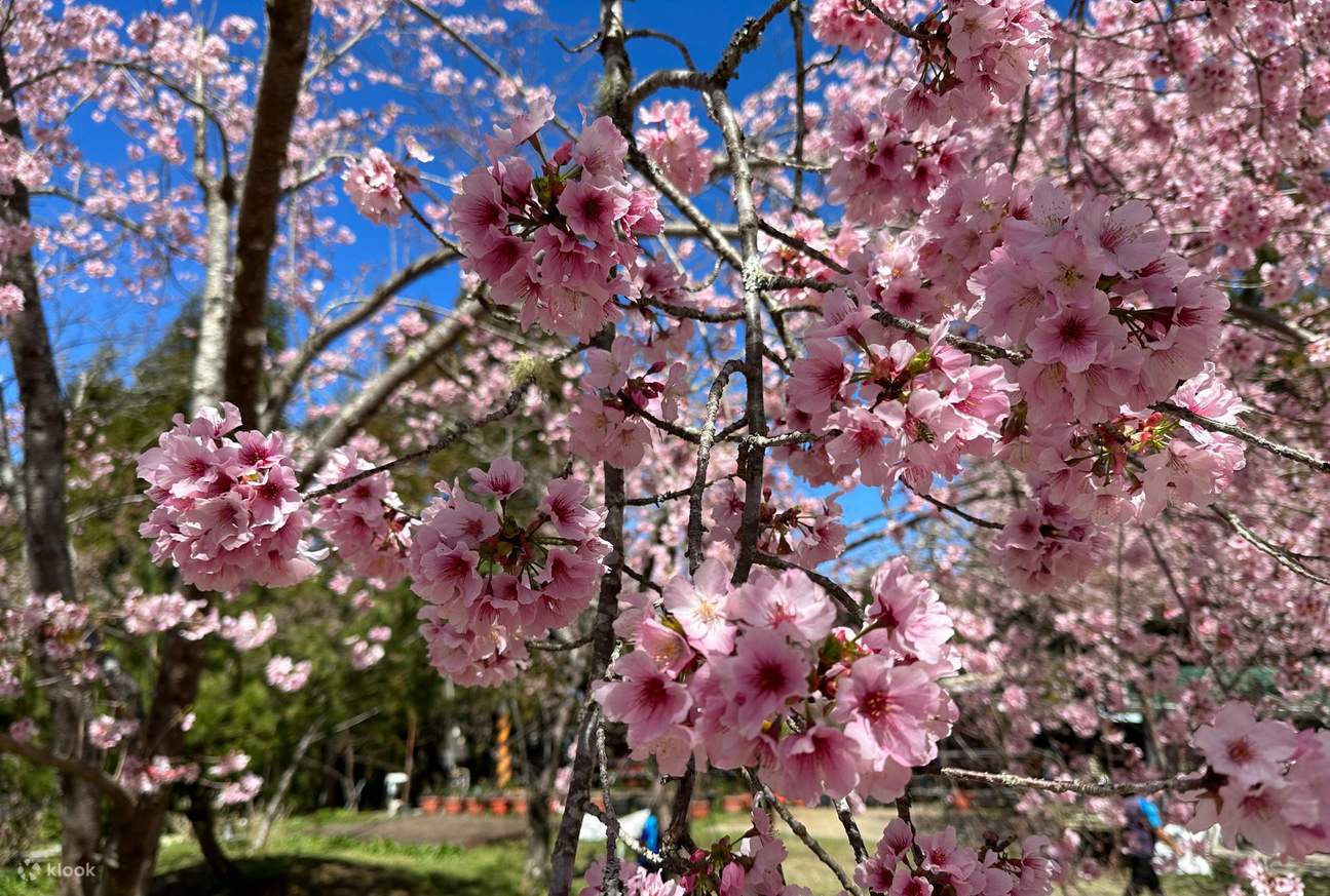 Sanxia Great Bear Cherry Blossom Forest/Sanxia Zushi Temple/Sanxia Old ...