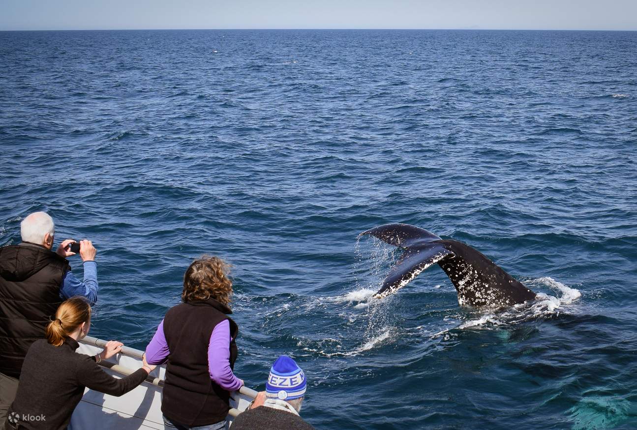 Whale Watching Sightseeing Cruise in Wilsons Promontory - Klook Whale Watching Sightseeing Cruise in Wilsons Promontory - Klook